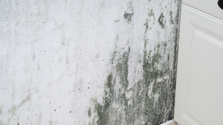 Safely Remove Mold-Infested Material