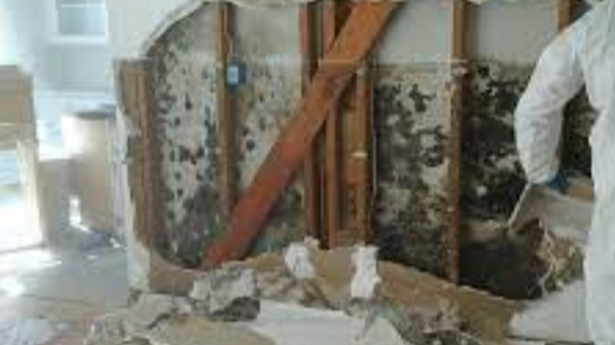 Understand Best Estimating Practices for Mold in Xactimate